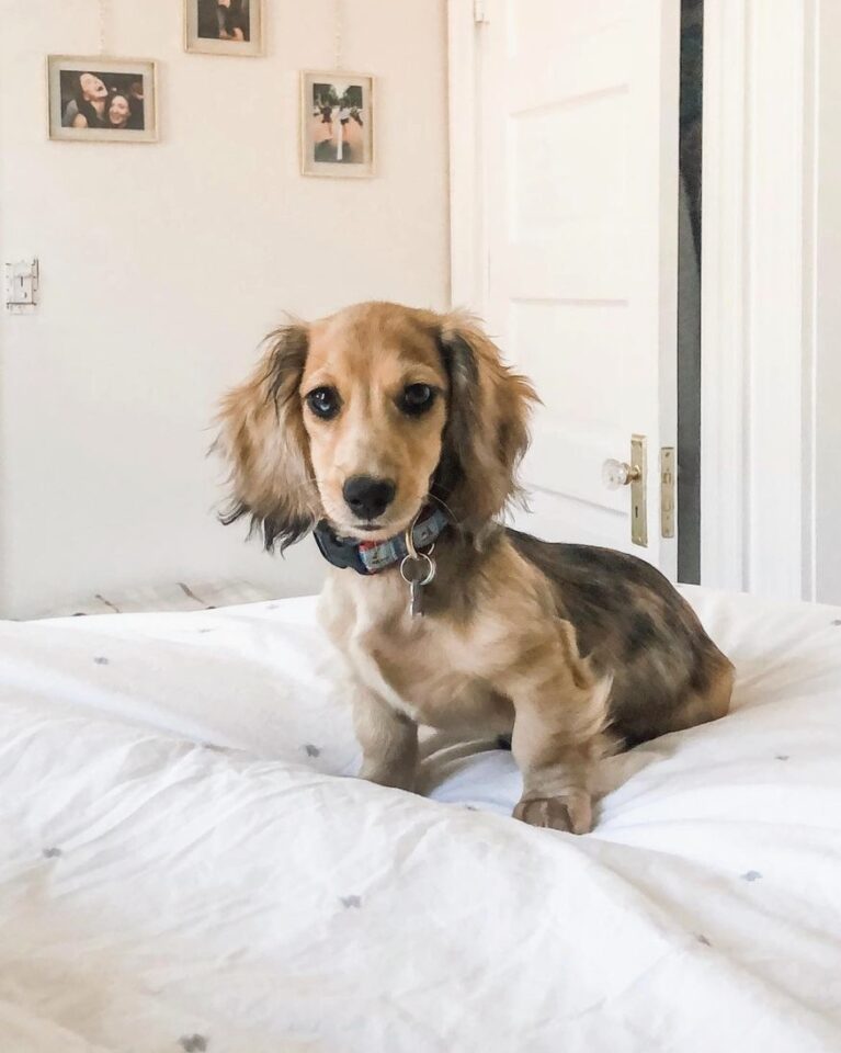 Dapple Dachshund: Facts, Patterns, Pictures, FAQs & More
