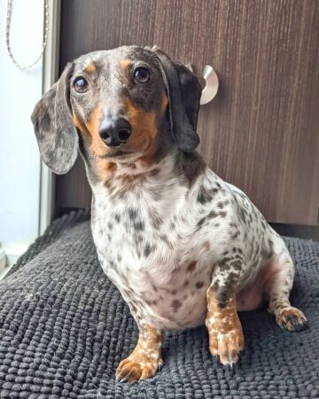 Dapple Dachshund: Facts, Patterns, Pictures, FAQs & More