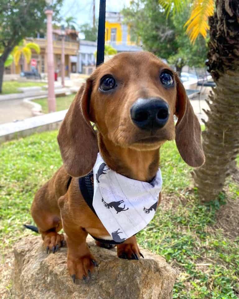 Dapple Dachshund: Facts, Patterns, Pictures, FAQs & More