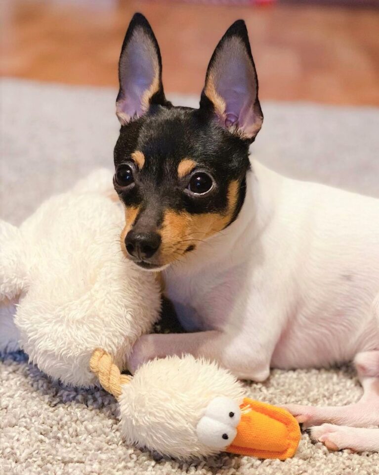 Toy Rat Terrier: Are They Similar to Toy Fox Terriers? - Bubbly Pet