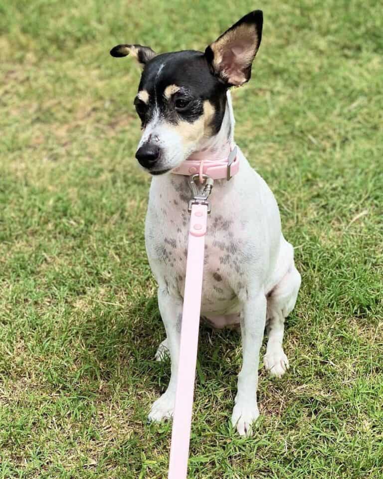 Toy Rat Terrier: Are They Similar to Toy Fox Terriers? - Bubbly Pet