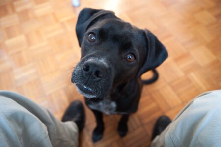 Pointer Pit (Pointer & Pitbull Mix) Info, Facts, Pictures, FAQs & More