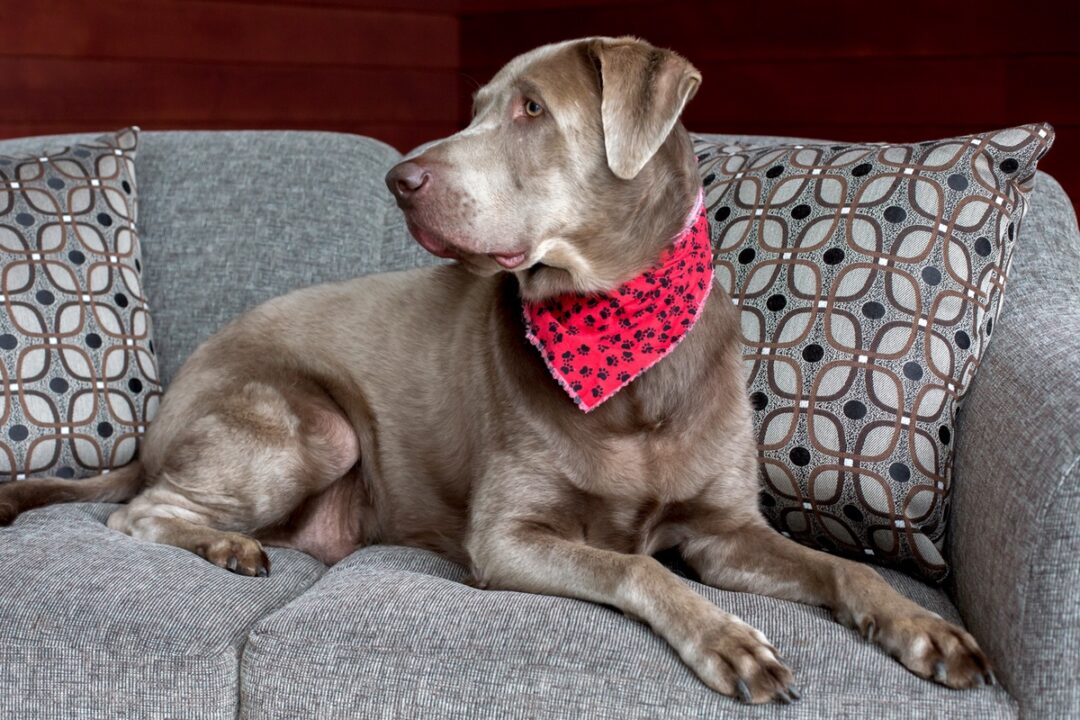 Silver Lab: Facts, Controversy, Puppy Prices, Pictures & FAQs