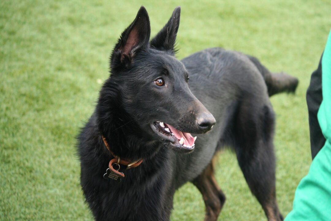 Black Belgian Malinois: Can Belgian Malinois Have Black Coats?