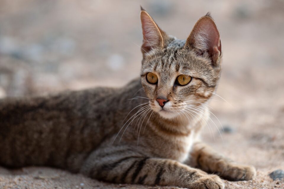 13 Amazing Facts About Grey Tabby Cats (With Pictures & FAQ)