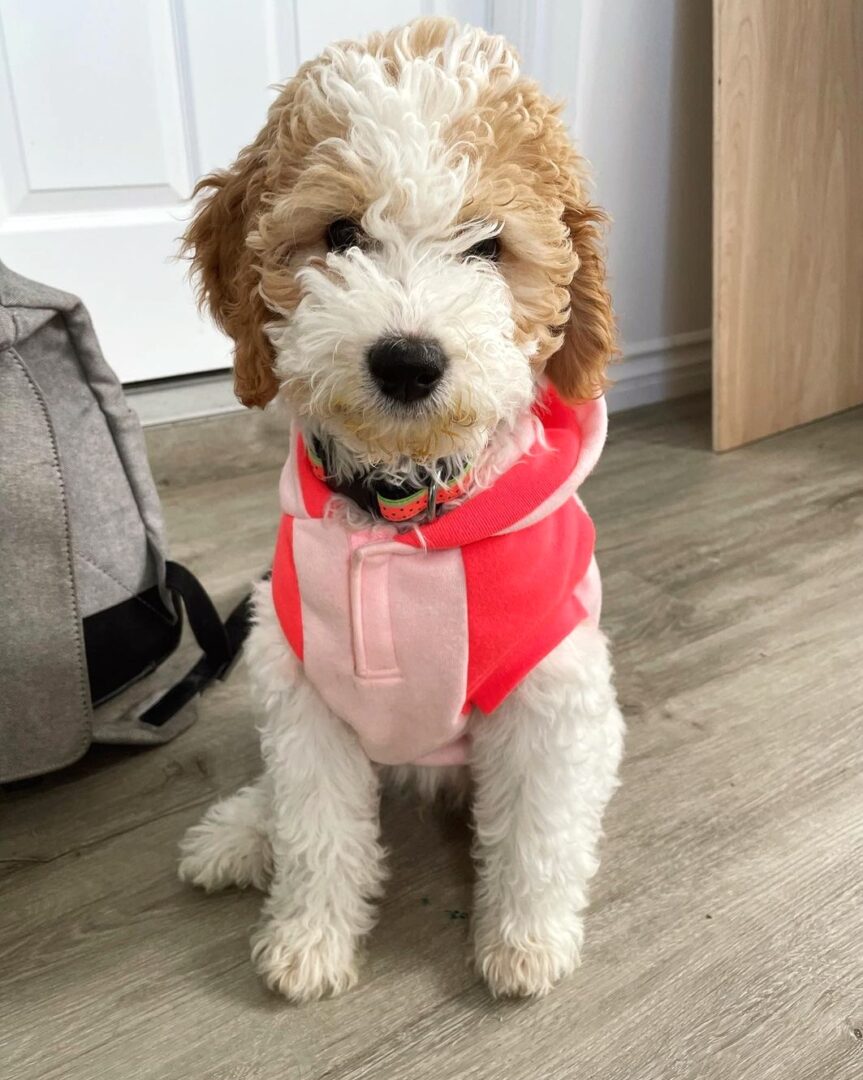 Parti Goldendoodle: Get to Know This Rare Doodle Pattern