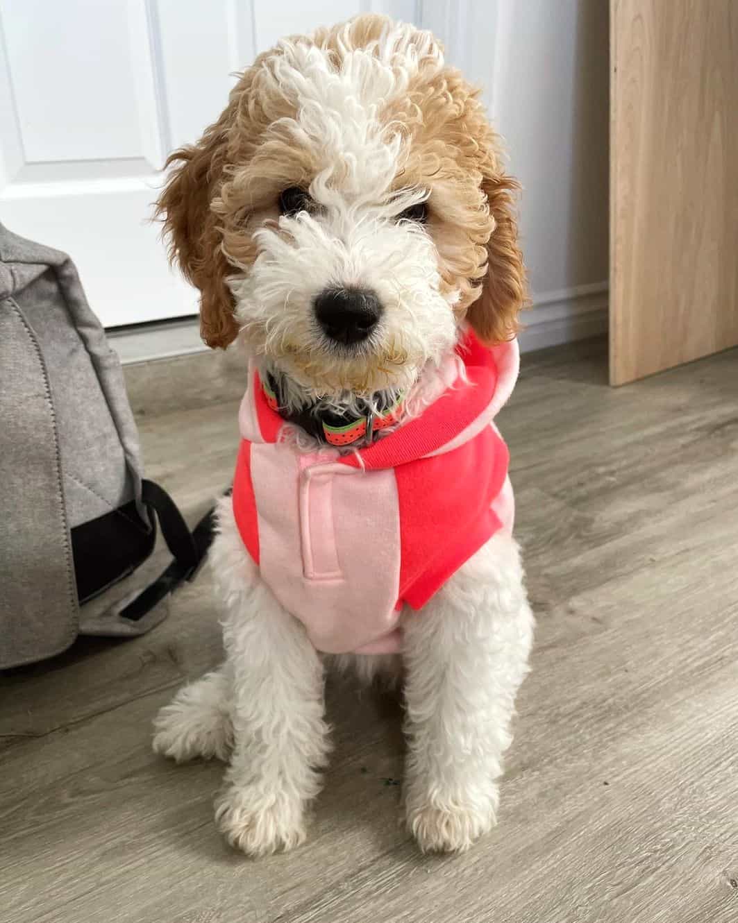 Parti Goldendoodle: Get to Know This Rare Doodle Pattern