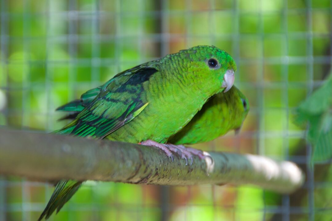 Parakeet Lifespan: How Long Do Parakeets Live on Average?