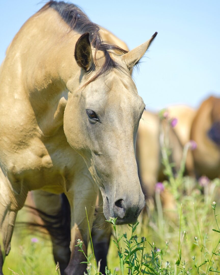 Bay Horse: 15 Color Variations of Bay Horses Explained (With Pictures)