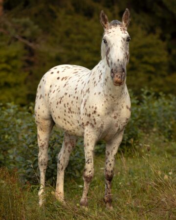 Bay Horse: 15 Color Variations of Bay Horses Explained (With Pictures)