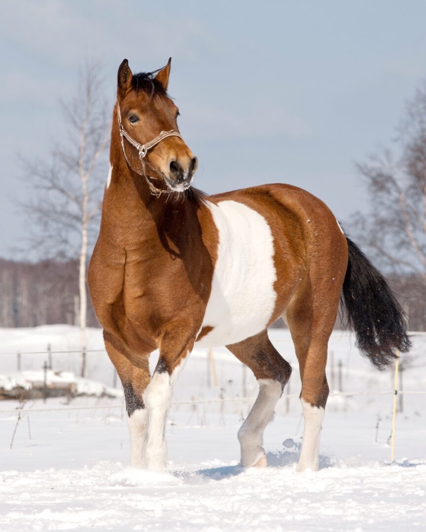 Bay Horse: 15 Color Variations of Bay Horses Explained (With Pictures)
