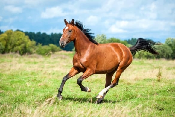 Bay Horse: 15 Color Variations of Bay Horses Explained (With Pictures)