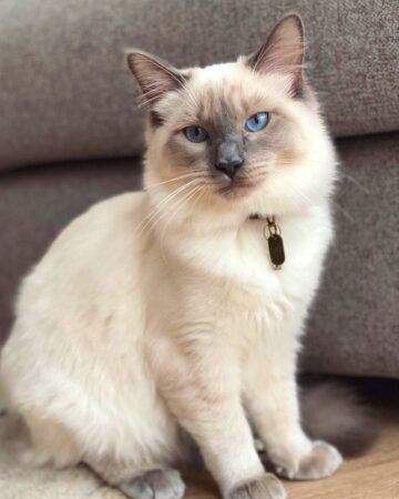 Ragamese (Ragdoll & Siamese Mix) Info, Facts, Pictures, FAQs & More