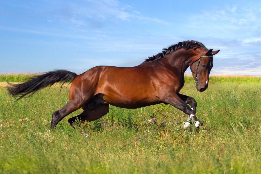 Bay Horse: 15 Color Variations of Bay Horses Explained (With Pictures)