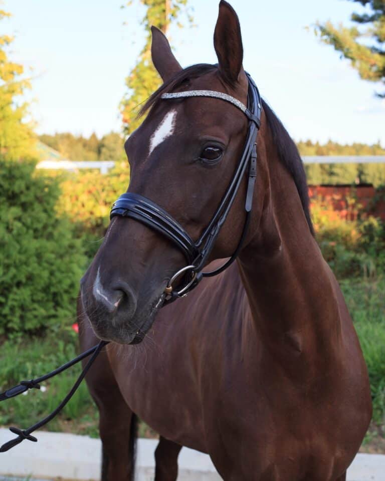 Bay Horse: 15 Color Variations of Bay Horses Explained (With Pictures)
