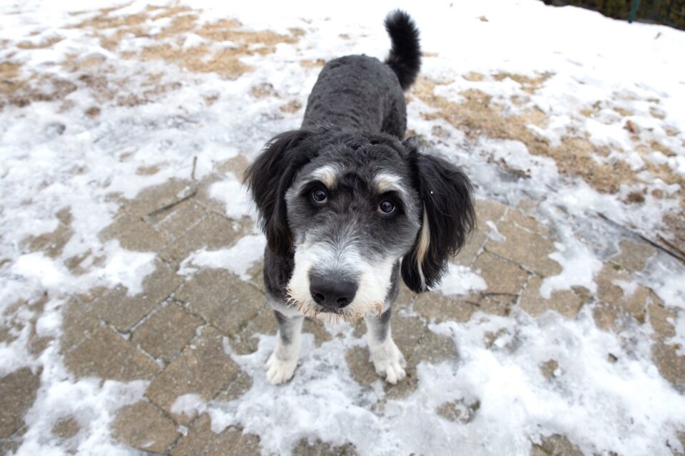 10 Best Bernedoodle Rescues for Adoption (2025): Our Top 10 Picks!