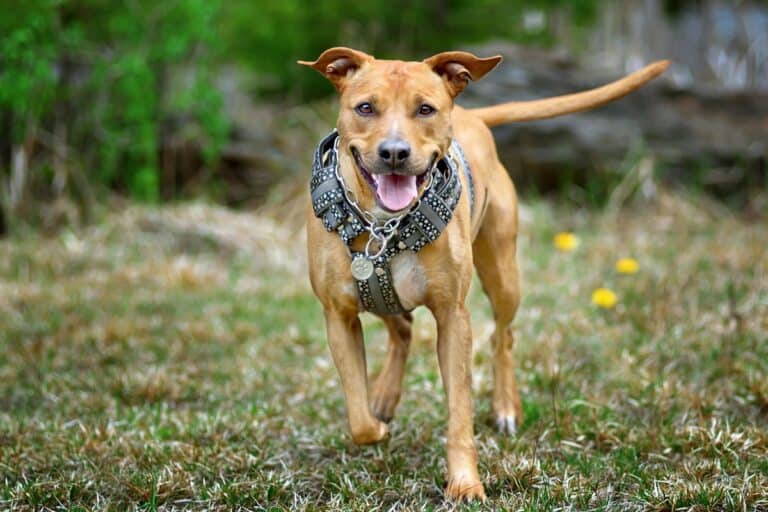 10 Best Pitbull Rescues for Adoption (2026): Our Top 10 Picks!