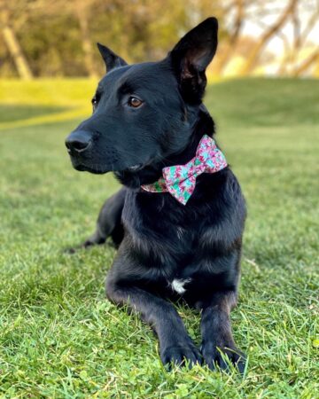 Black Belgian Malinois: Can Belgian Malinois Have Black Coats?