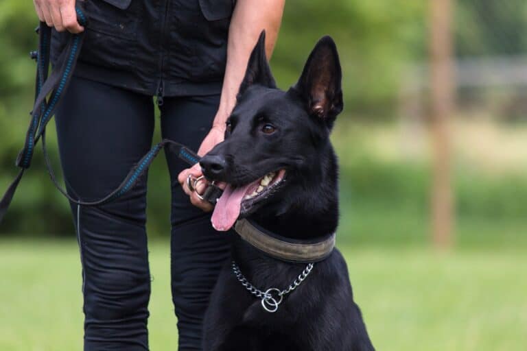 Black Belgian Malinois: Can Belgian Malinois Have Black Coats?