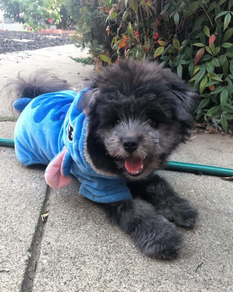 Black Maltese: The Ultimate Guide to This Lovable Black Canine