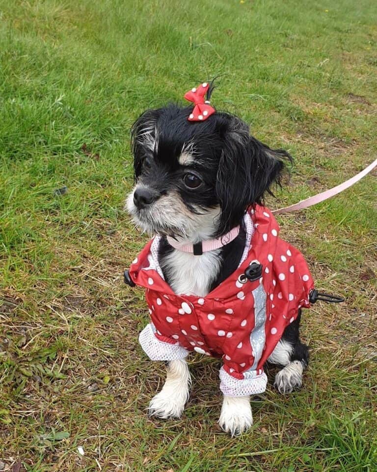 Black Maltese: The Ultimate Guide to This Lovable Black Canine