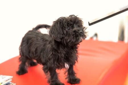 Black Maltese: The Ultimate Guide to This Lovable Black Canine