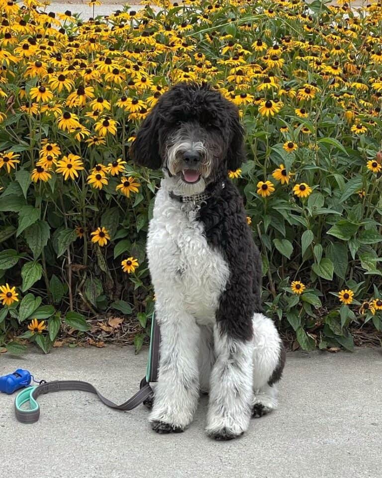 Parti Goldendoodle: Get to Know This Rare Doodle Pattern