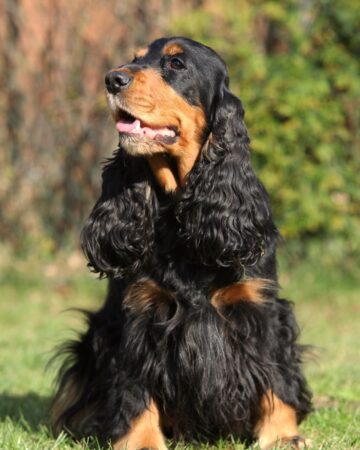 Black Cocker Spaniels (Ultimate Breed Guide) - Pet Care Stores
