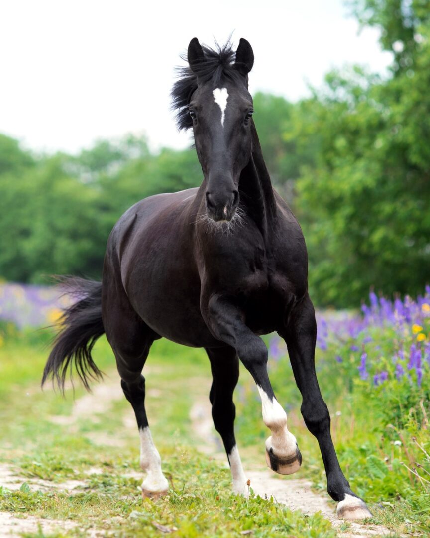 Bay Horse: 15 Color Variations of Bay Horses Explained (With Pictures)