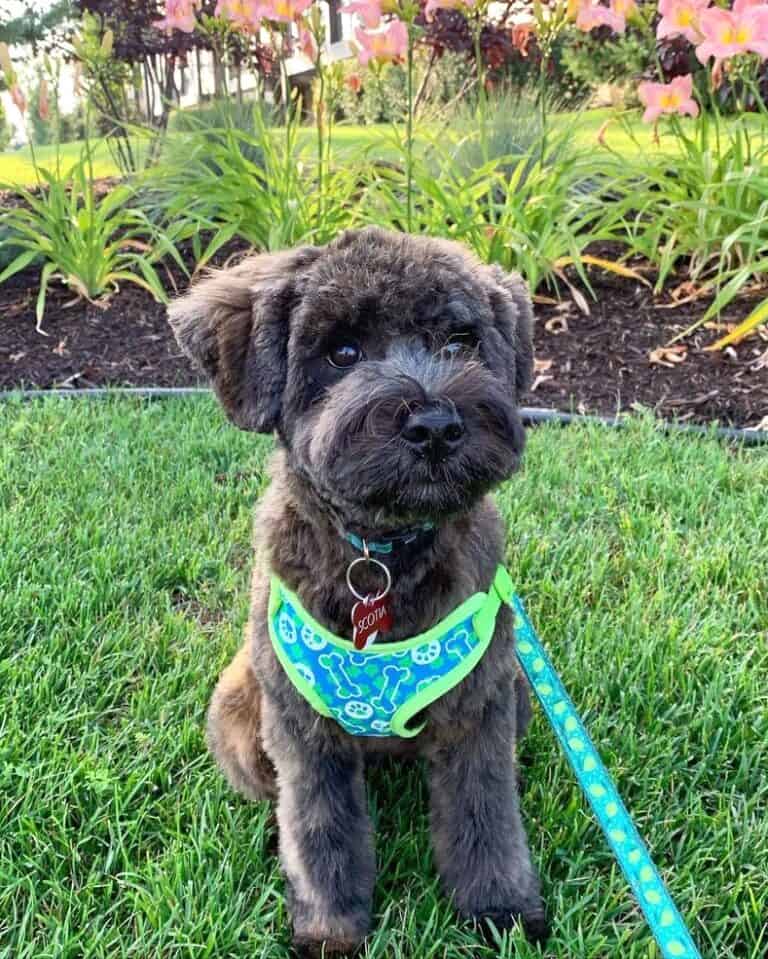 Mini Whoodle (Wheaten Terrier & Miniature Poodle Mix) Info, Facts ...