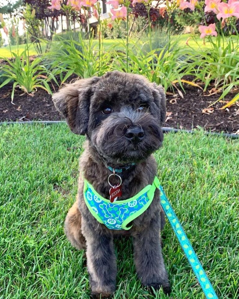Mini Whoodle (Wheaten Terrier & Miniature Poodle Mix) Info, Facts ...