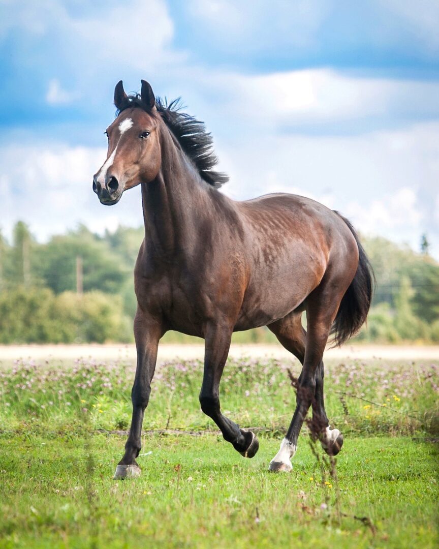 Bay Horse: 15 Color Variations of Bay Horses Explained (With Pictures)