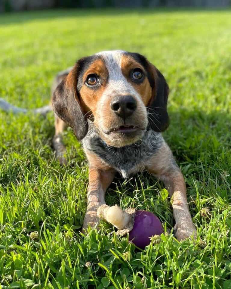 Blue Tick Beagle: A Guide to This Lesser-Known Beagle Color