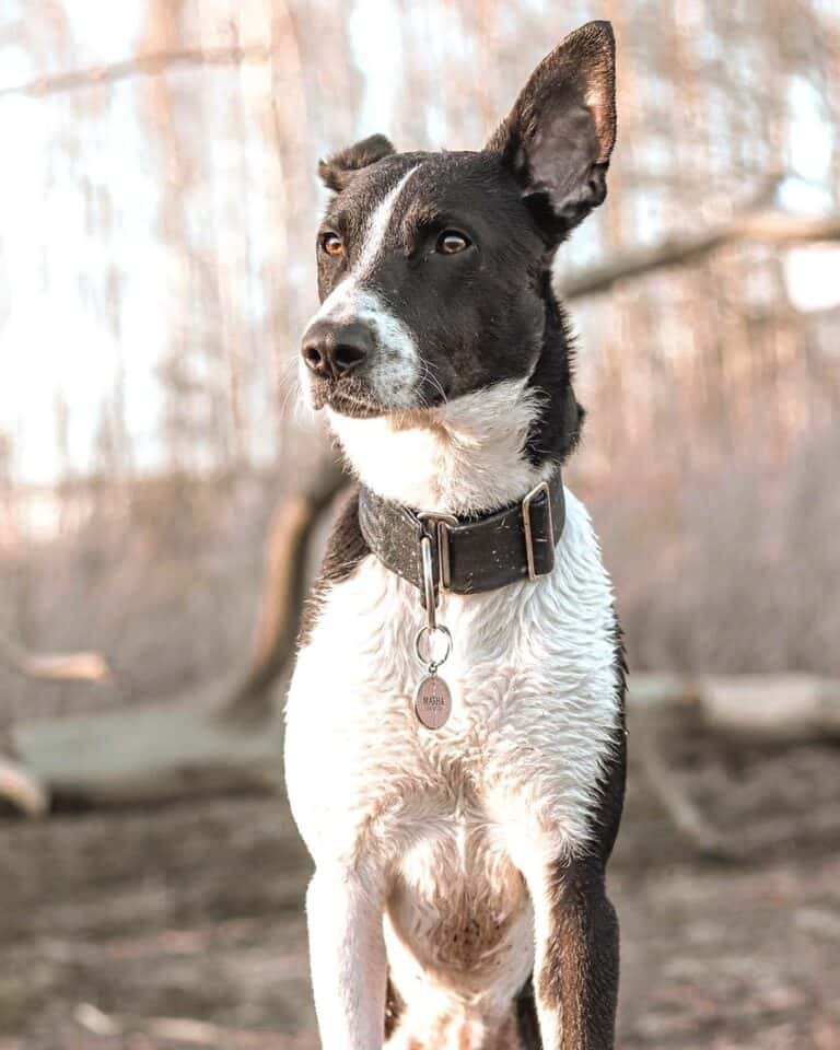 Border Pit (Border Collie & Pitbull Mix) Info, Pictures, Facts, FAQs & More