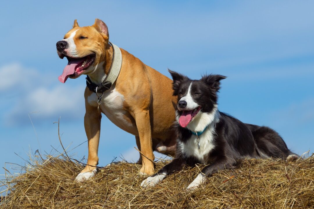 Border Pit (Border Collie & Pitbull Mix) Info, Pictures, Facts, FAQs & More