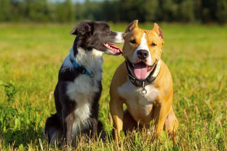 Border Pit (Border Collie & Pitbull Mix) Info, Pictures, Facts, FAQs & More