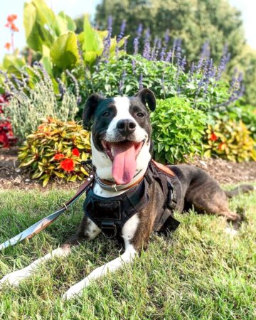 Border Pit (Border Collie & Pitbull Mix) Info, Pictures, Facts, FAQs & More