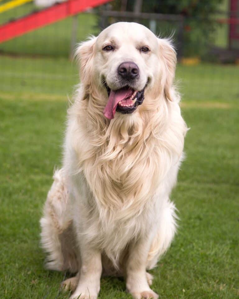 Canadian Golden Retriever: Info, Facts, Pictures, FAQs & More