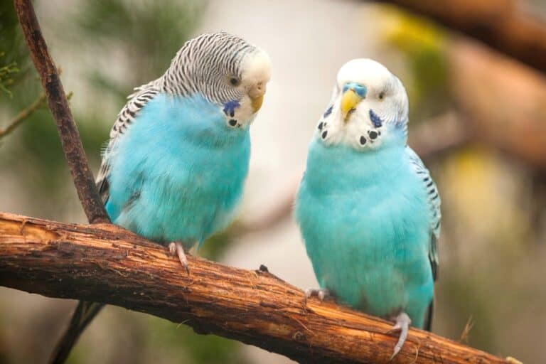 Parakeet Lifespan: How Long Do Parakeets Live on Average?