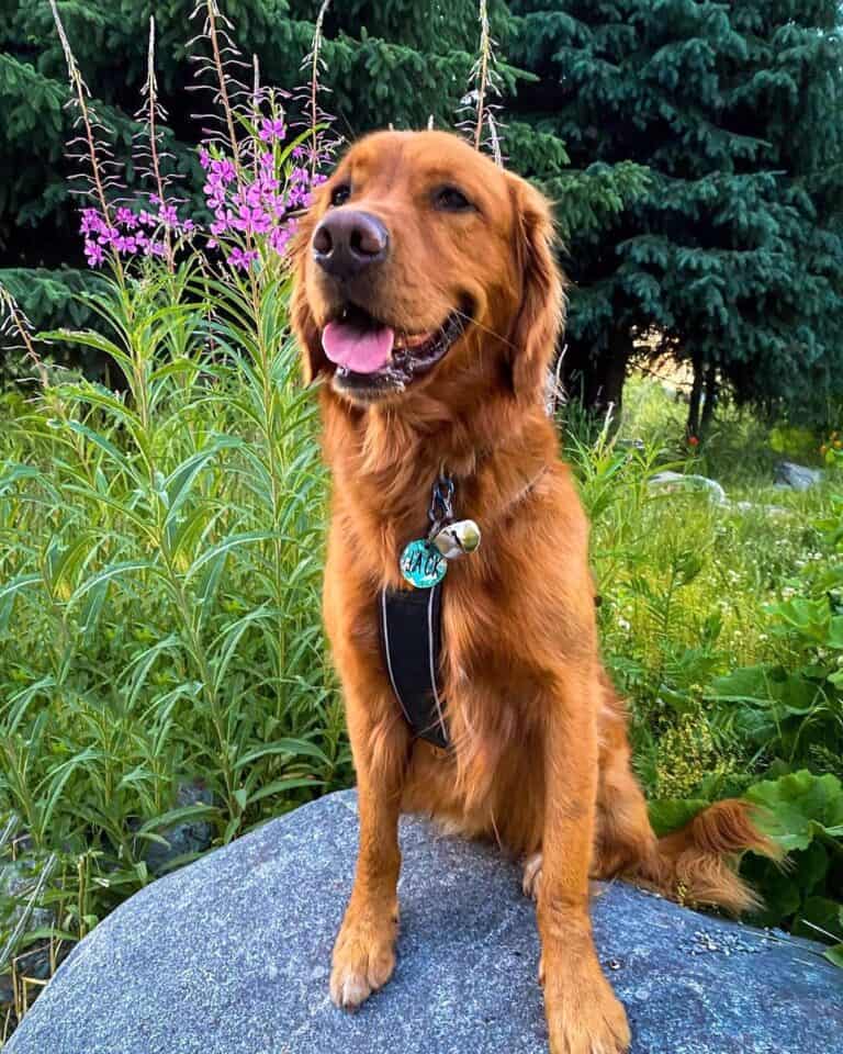 Canadian Golden Retriever: Info, Facts, Pictures, FAQs & More