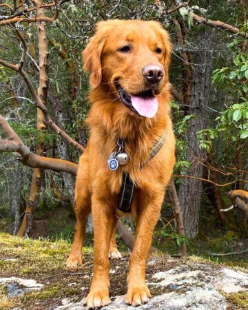 Canadian Golden Retriever: Info, Facts, Pictures, FAQs & More