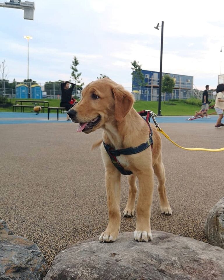 Canadian Golden Retriever: Info, Facts, Pictures, FAQs & More