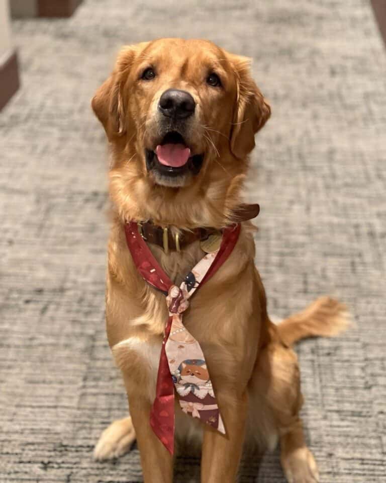 Canadian Golden Retriever: Info, Facts, Pictures, FAQs & More