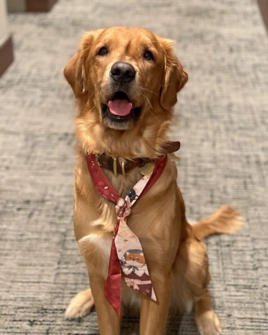 Canadian Golden Retriever: Info, Facts, Pictures, FAQs & More