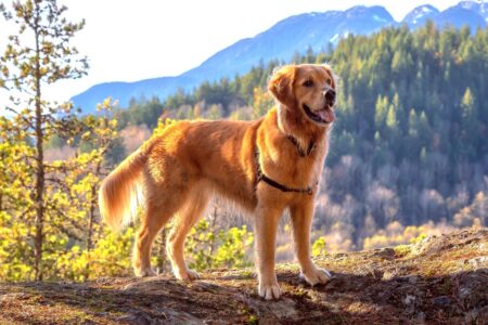 Canadian Golden Retriever: Info, Facts, Pictures, FAQs & More