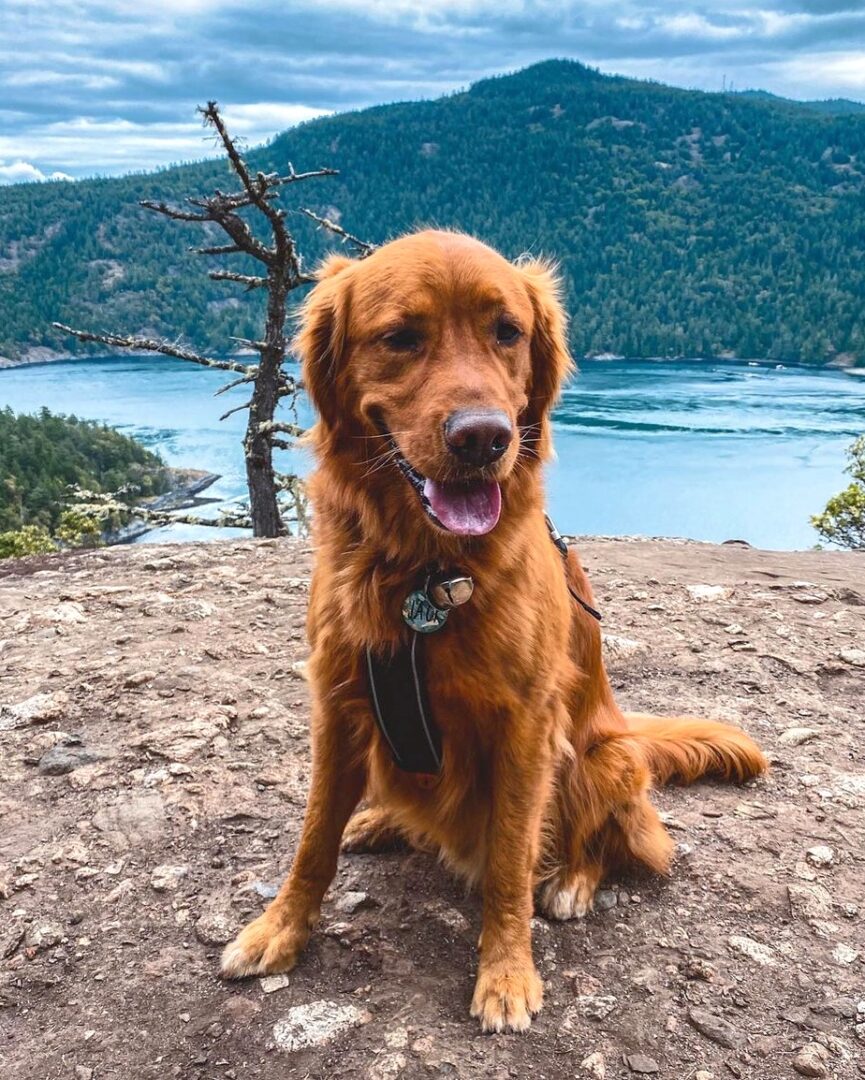 Canadian Golden Retriever: Info, Facts, Pictures, FAQs & More