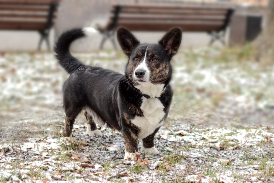 Do Corgis Have Tails? Why Do Some Corgis Have Long Tails?