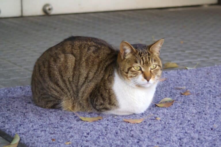 Why Do Cats Loaf? Types, Meanings, and FAQs (With Pictures)