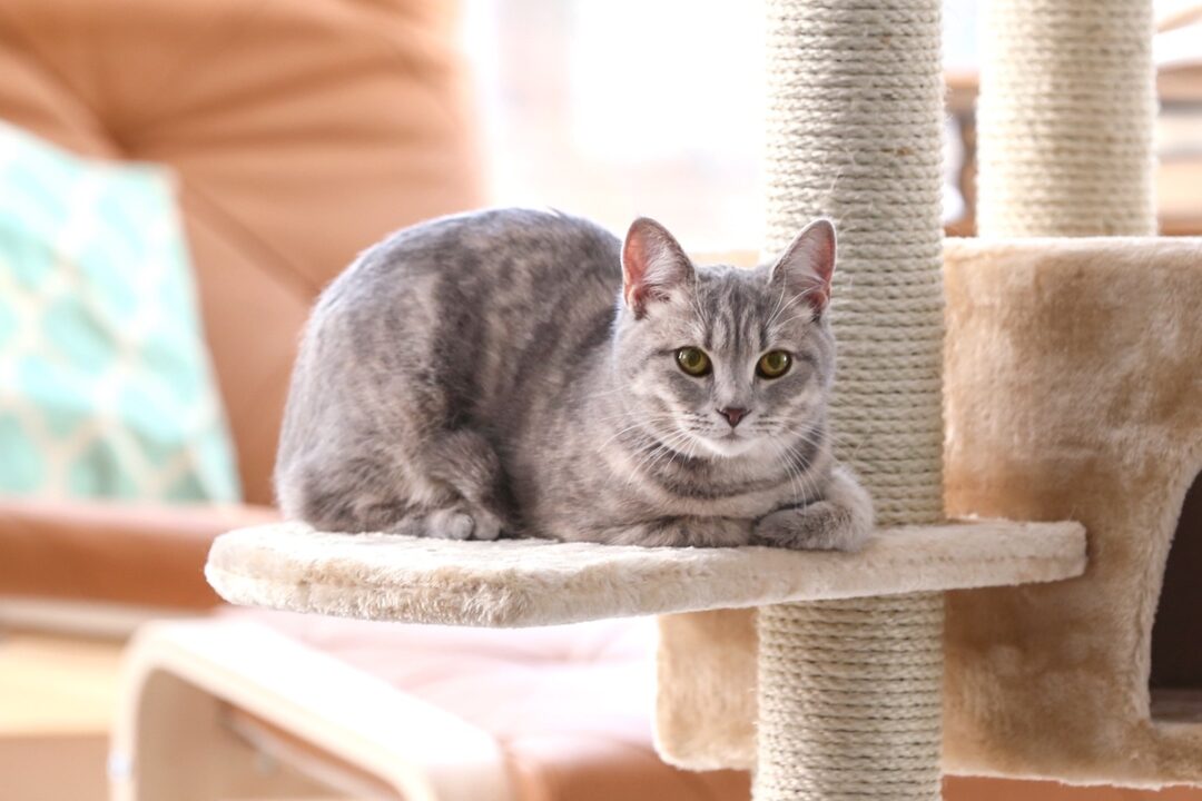 Why Do Cats Loaf? Types, Meanings, and FAQs (With Pictures)