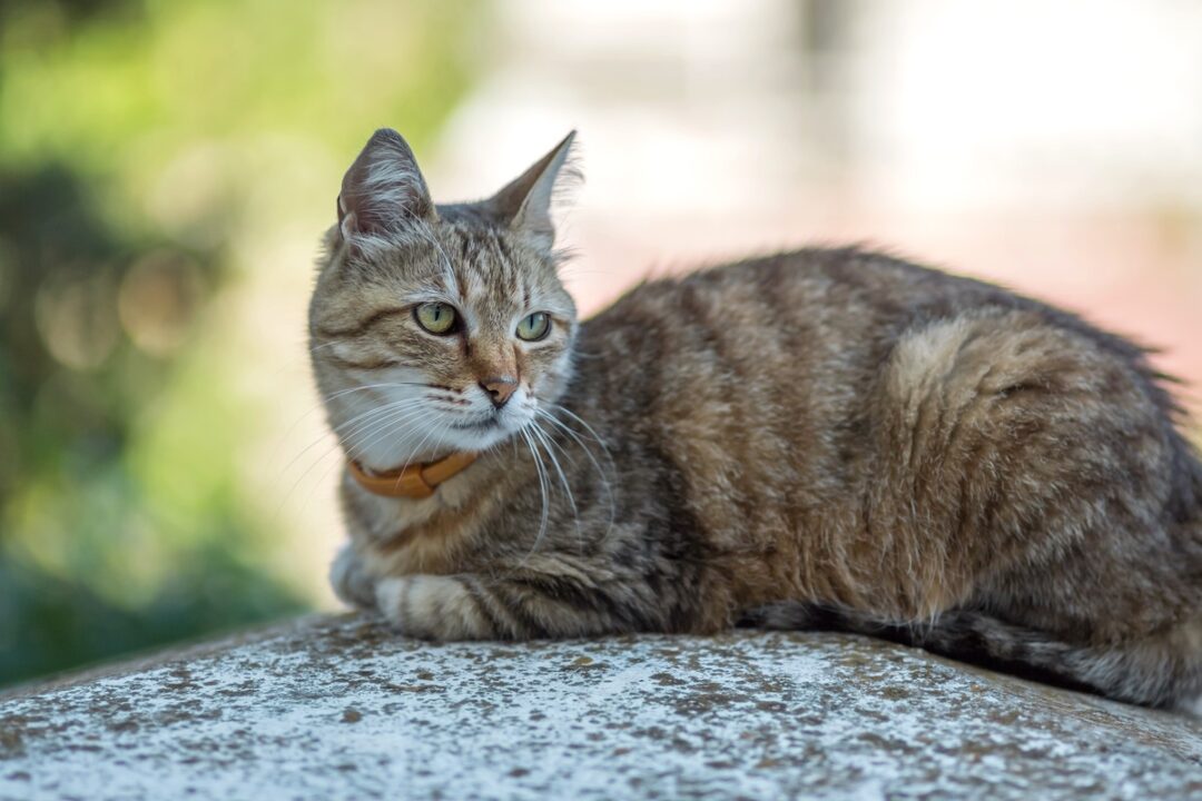 Why Do Cats Loaf? Types, Meanings, and FAQs (With Pictures)